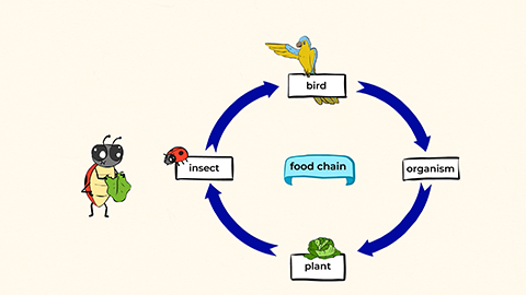 MightyOwl - Food chain: what is a food chain and the different roles in it
