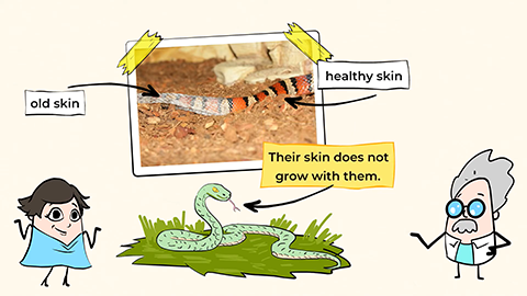MightyOwl - Pushing beyond the skin: physical animal adaptations
