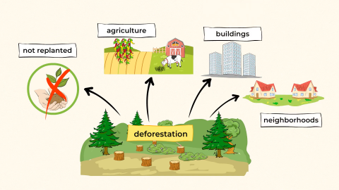 MightyOwl - The creation of thousand forests is in one acorn: our ...