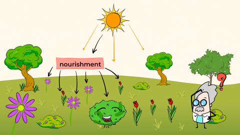 MightyOwl - Photosynthesis - the plants’ superpower