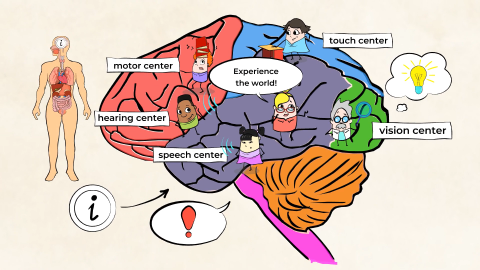 MightyOwl - How the brain works: information processing