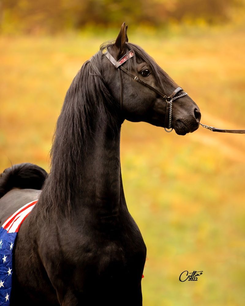 Horse Profiles