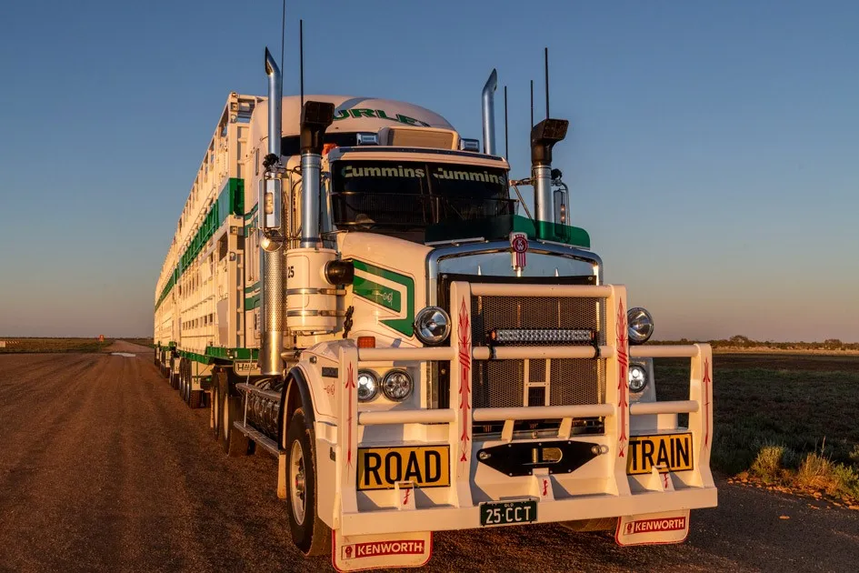 Cattle Transport - Curley Cattle Transport | Queensland
