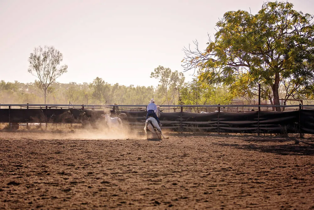 Our History - Curley Cattle Transport | Queensland