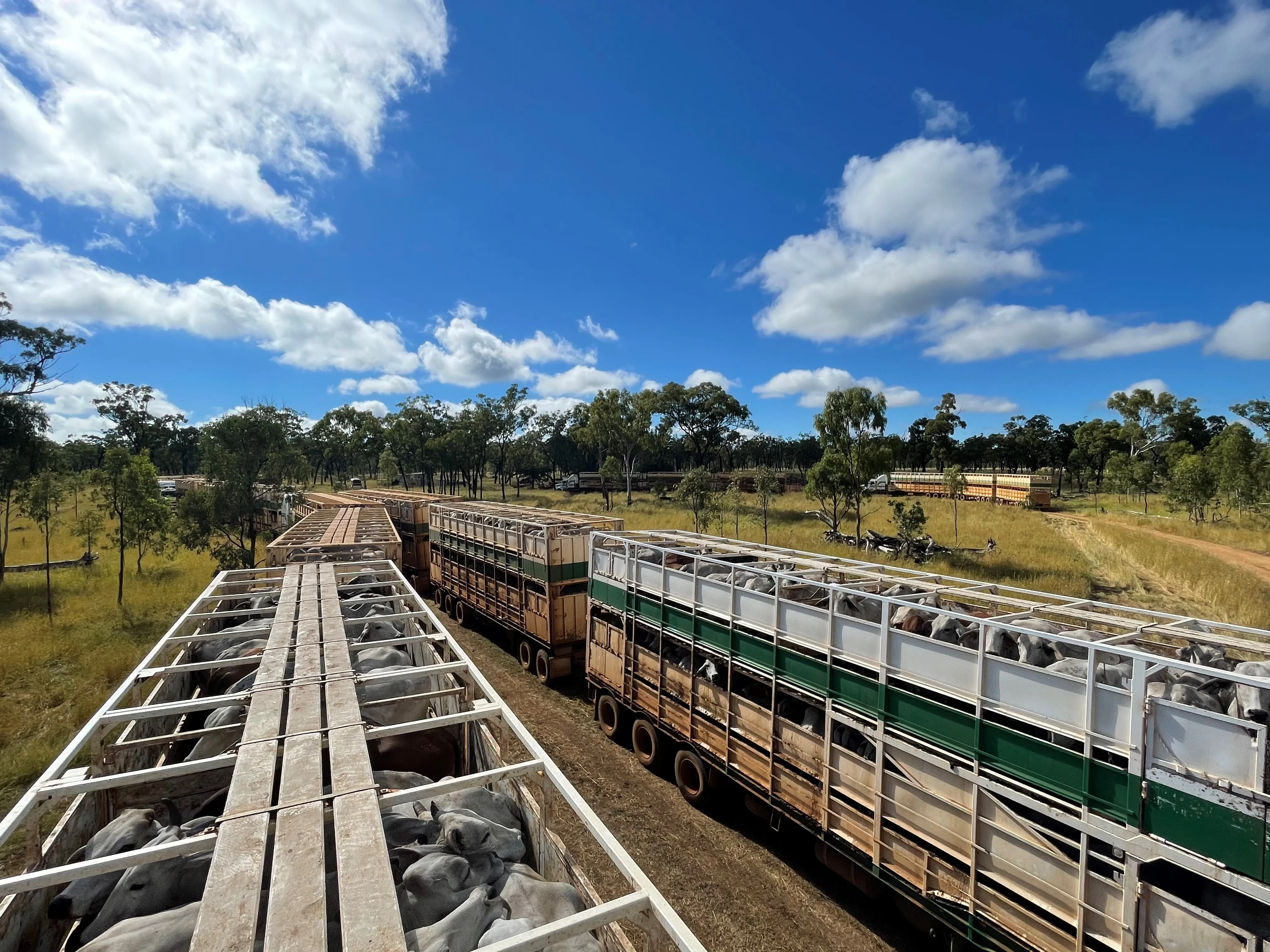 Our History - Curley Cattle Transport | Queensland