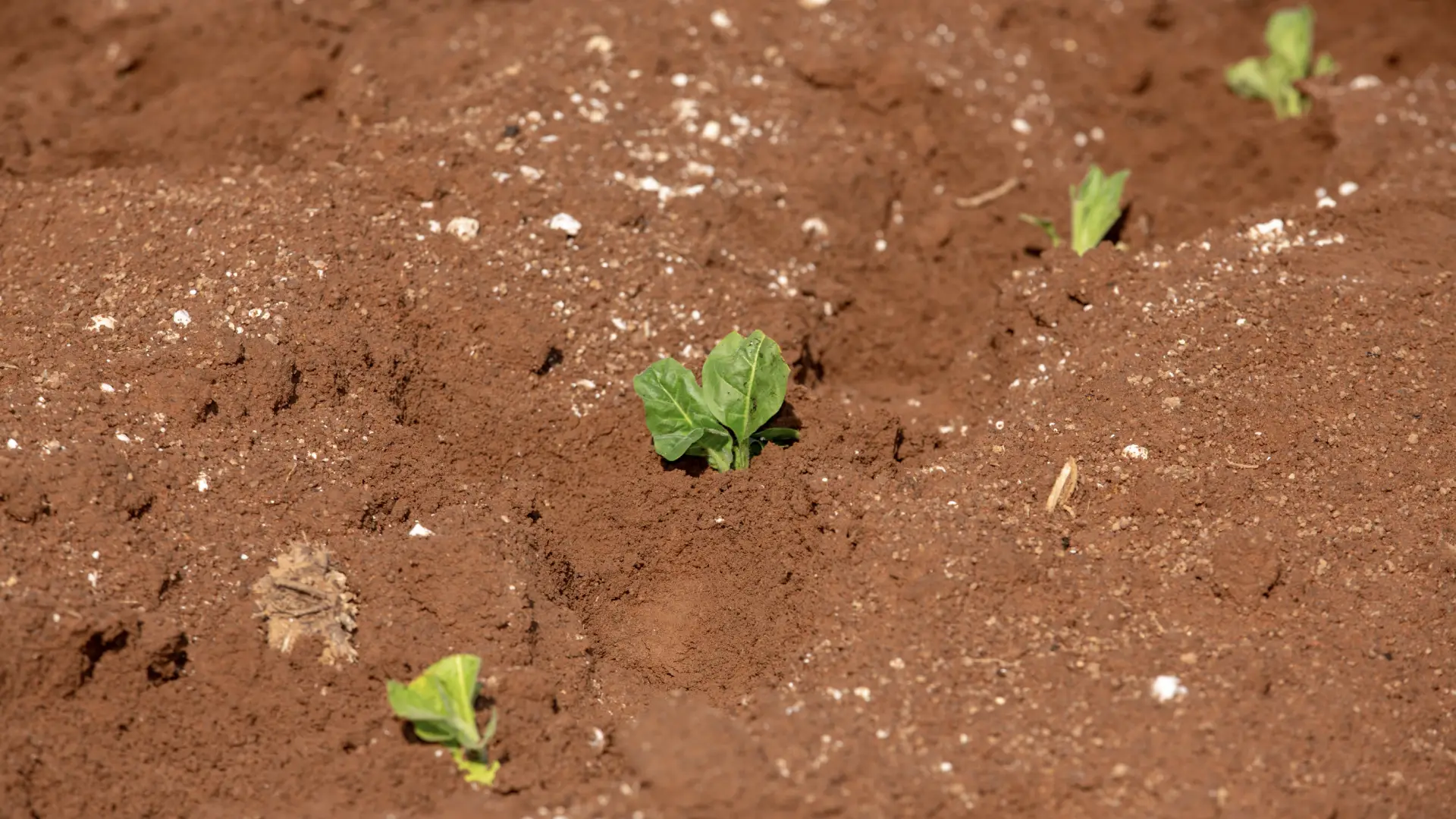 Tau Foods - Fresh and Sustainable Food Solutions