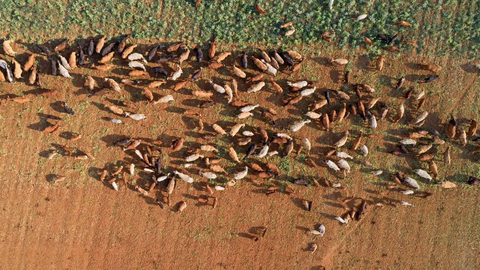 Tau Foods - Fresh and Sustainable Food Solutions