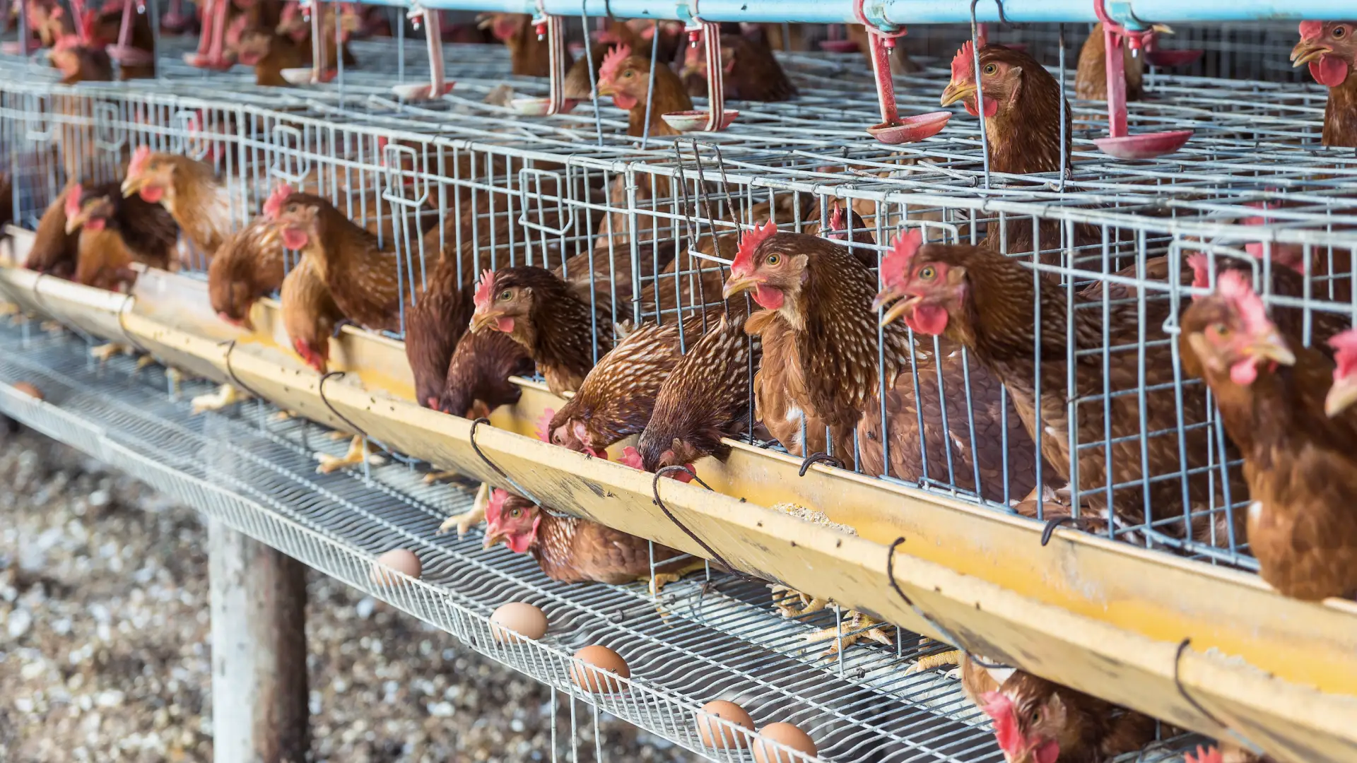 Tau Foods - Fresh and Sustainable Food Solutions