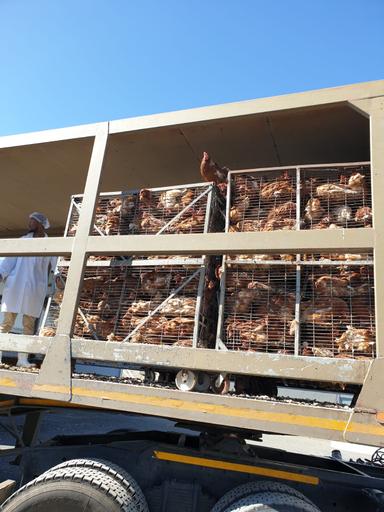 Tau Foods - Fresh and Sustainable Food Solutions