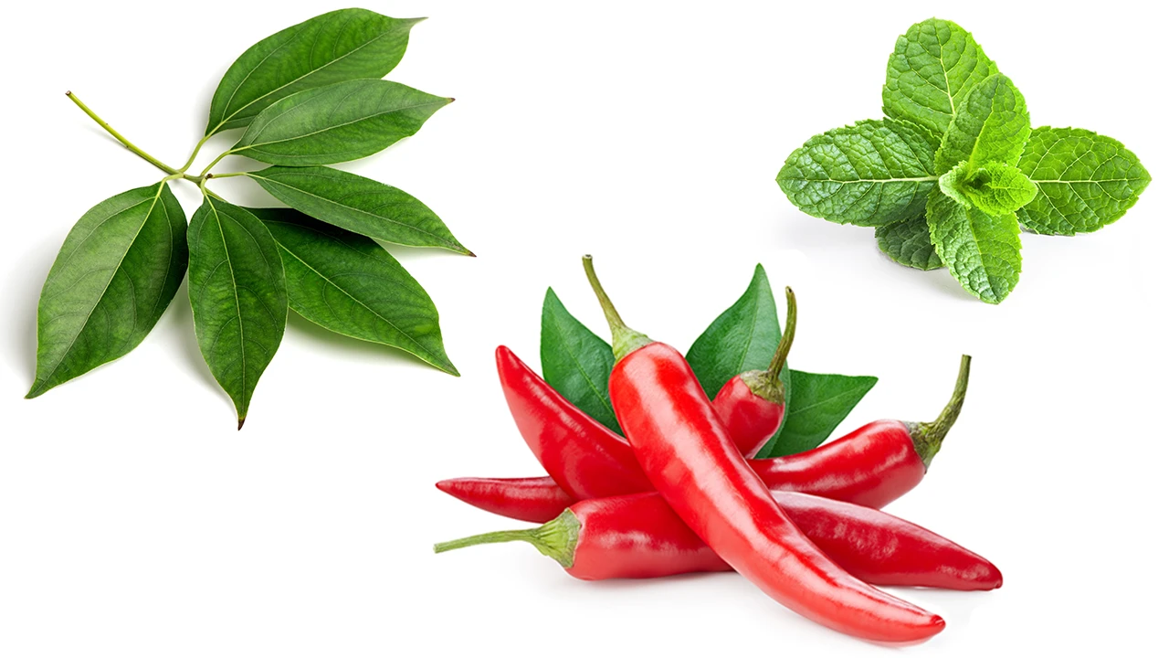 About Capsicolle | All natural Capsaicin Products