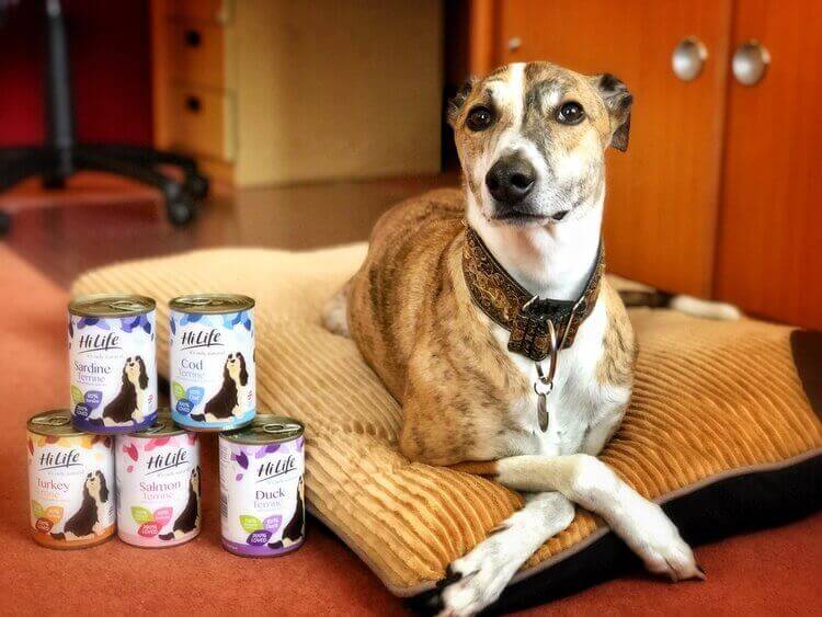 Case Study - HiLife Pets | Kubix