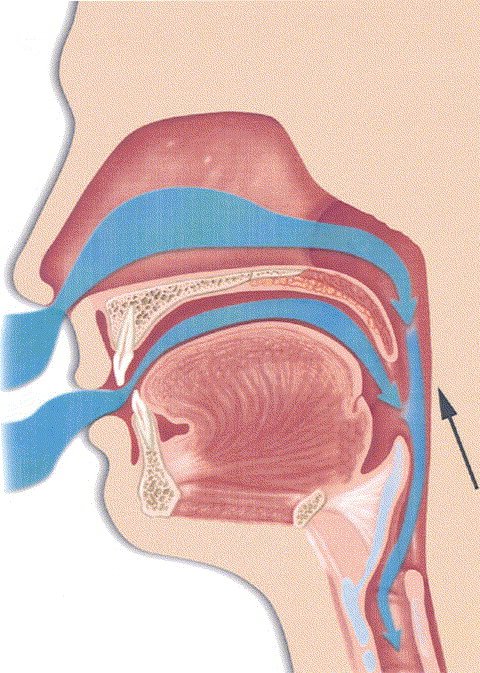 Airway Services In Atlanta | Blooms Holistic Dentistry