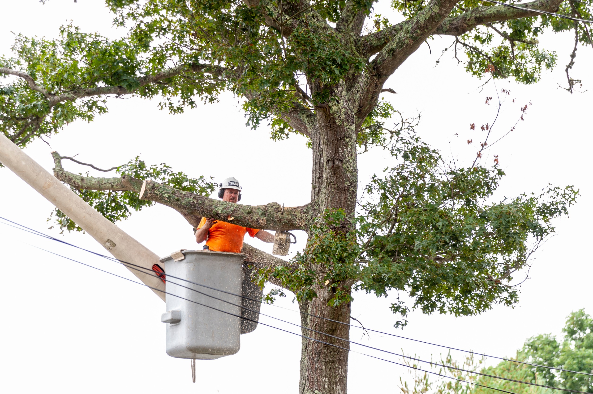 5 Key Signs That Your Trees Need Trimming | NC Tree Trimming Tips
