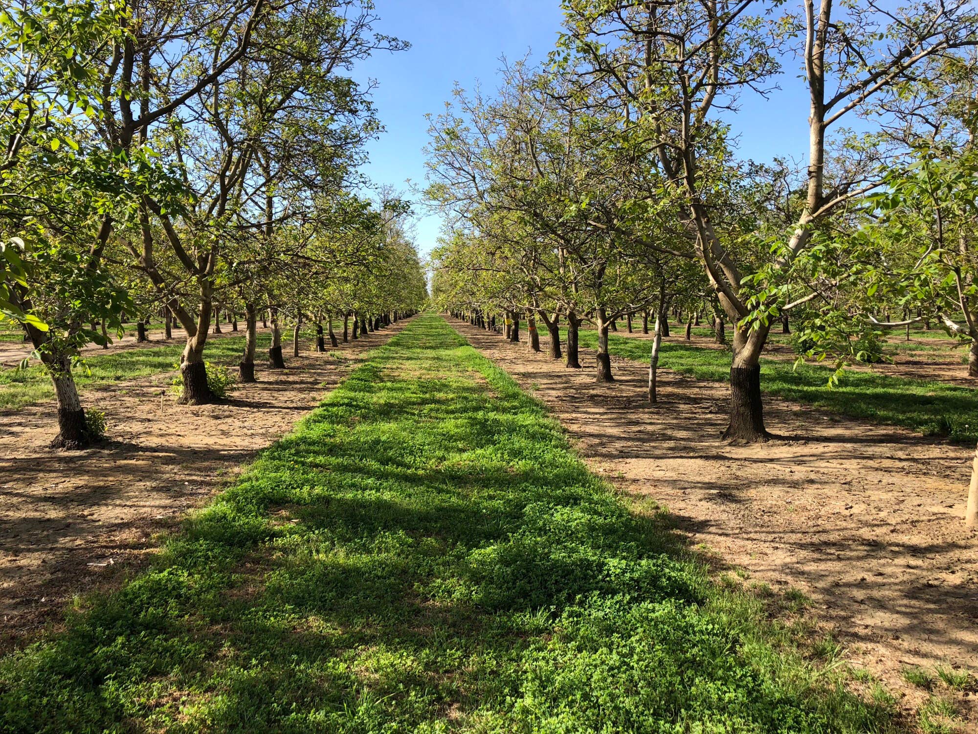 Orchard Management