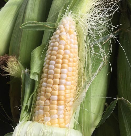 Moors End Farm | Nantucket, MA