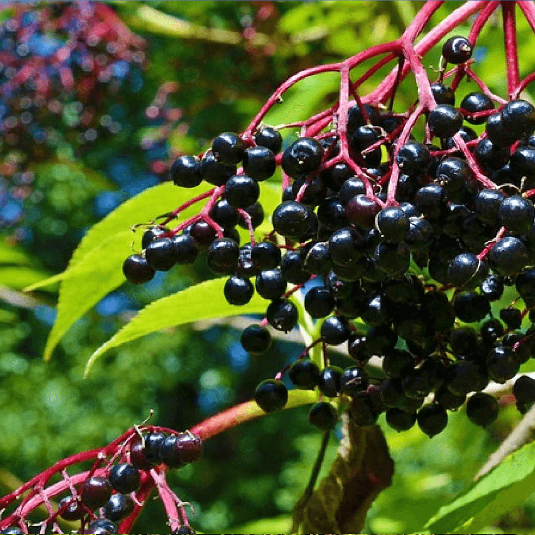 Simply Natural | Health & Wellness Store