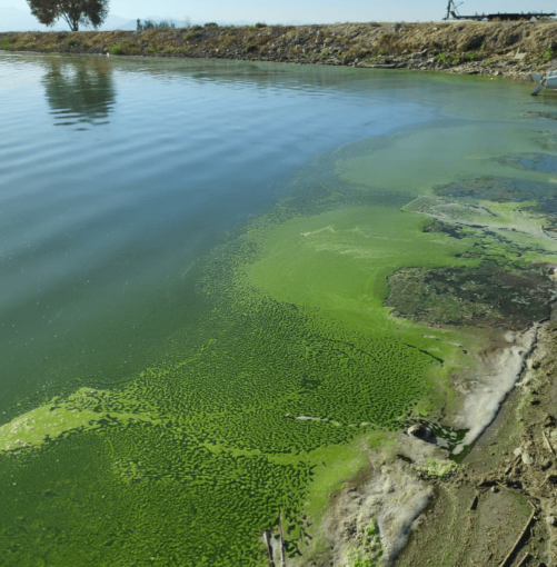 BlueGreen Water Technologies