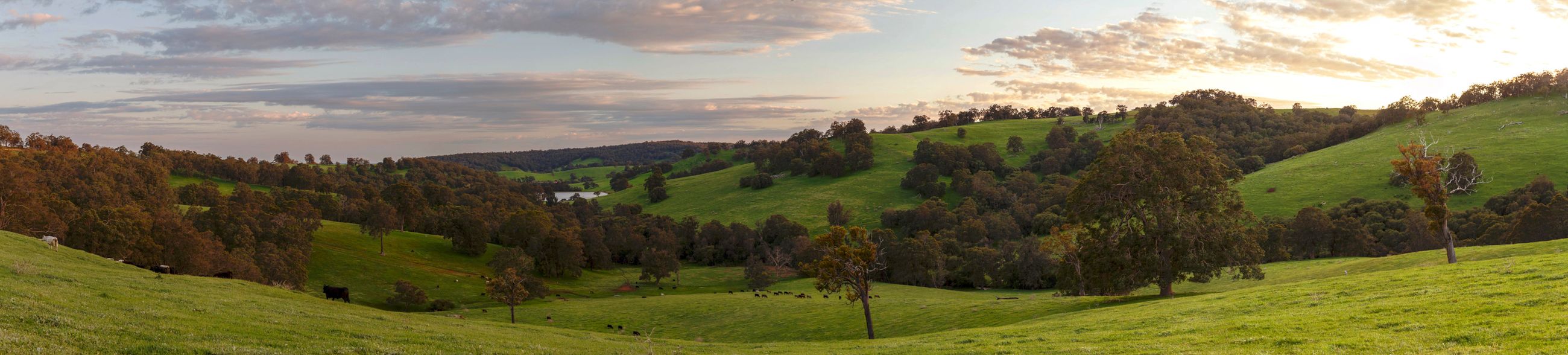 Harvey Beef, Western Australian Beef