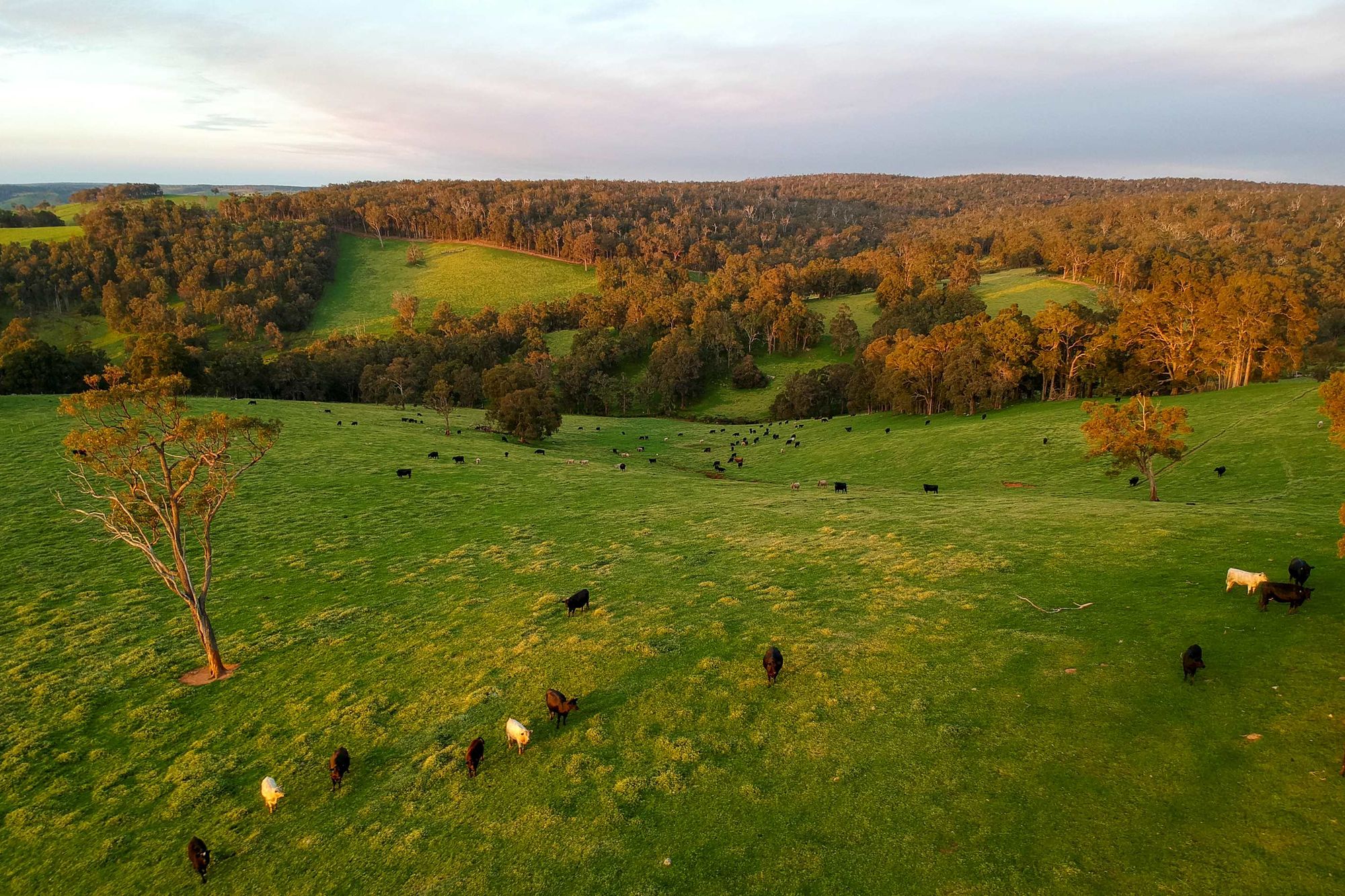 Harvey Beef, Western Australian Beef
