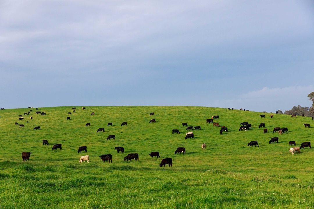 Harvey Beef, Western Australian Beef