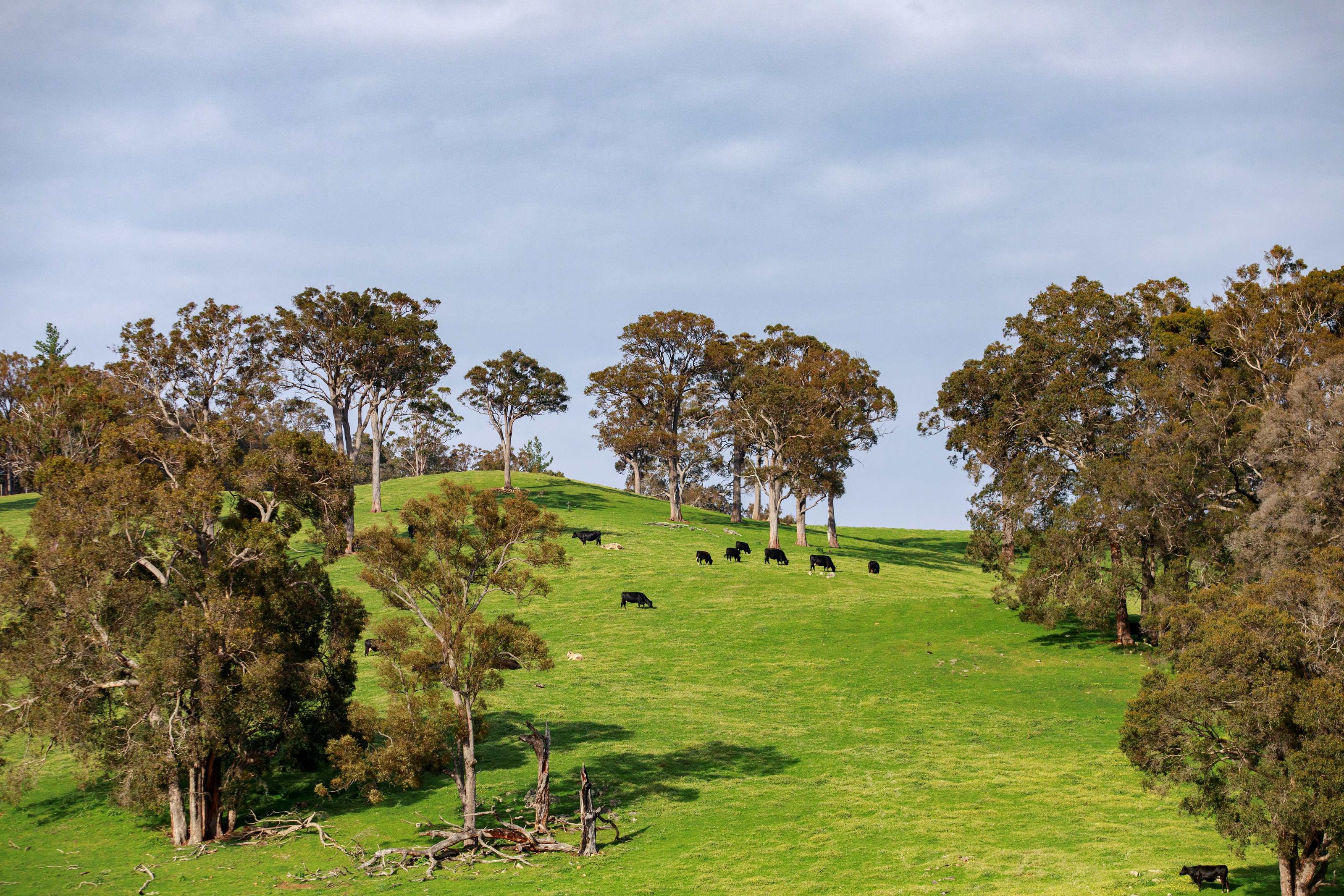Harvey Beef, Western Australian Beef