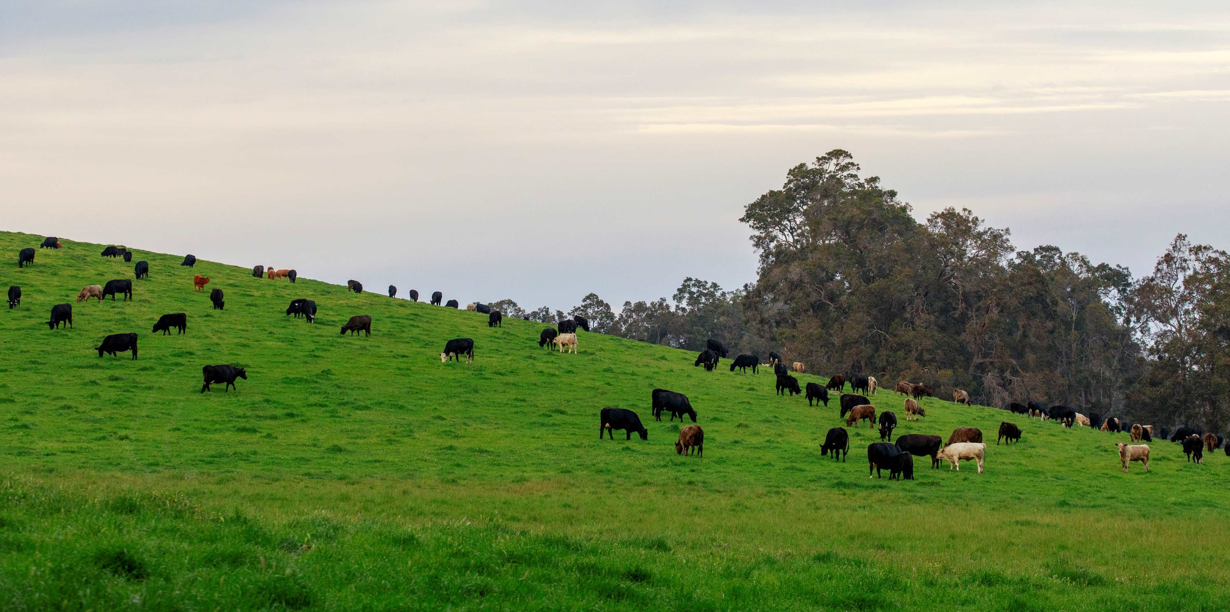 Harvey Beef, Western Australian Beef