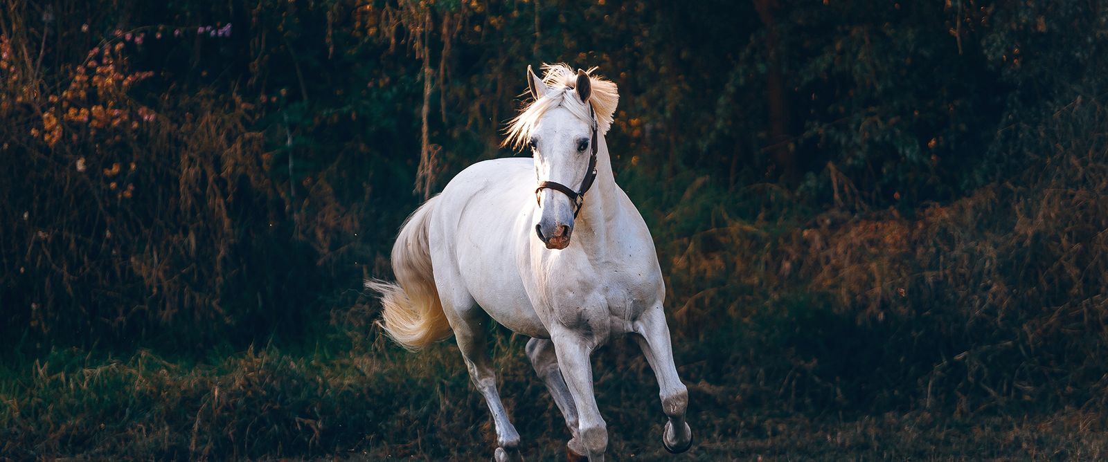 Meet Our Doctor | Dr. Jason McLendon