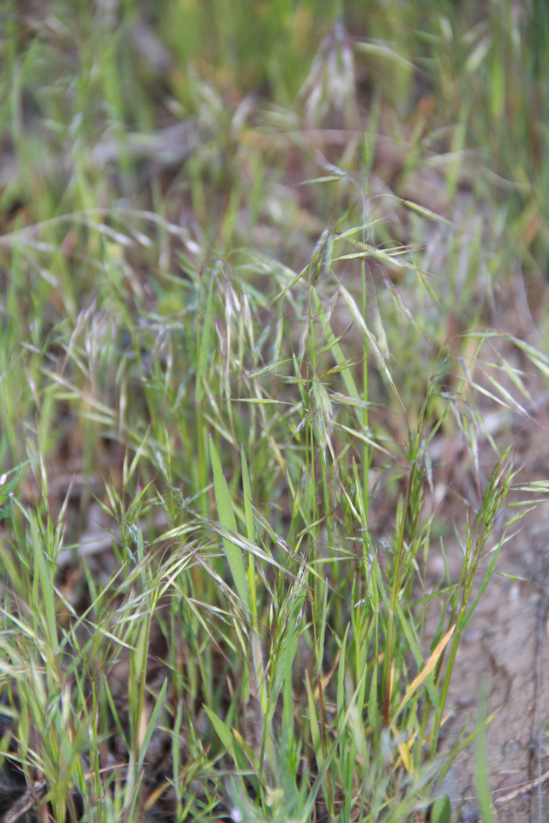 Weed of the Month: Cheatgrass Treatment | Teton County Weed & Pest News