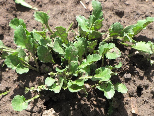 Weed of the Month: Oxeye Daisy | Teton County Weed & Pest News