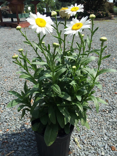 Weed of the Month: Oxeye Daisy | Teton County Weed & Pest News