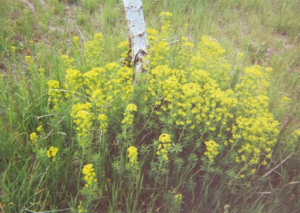 Weed of the Month: Leafy Spurge | Teton County Weed & Pest News