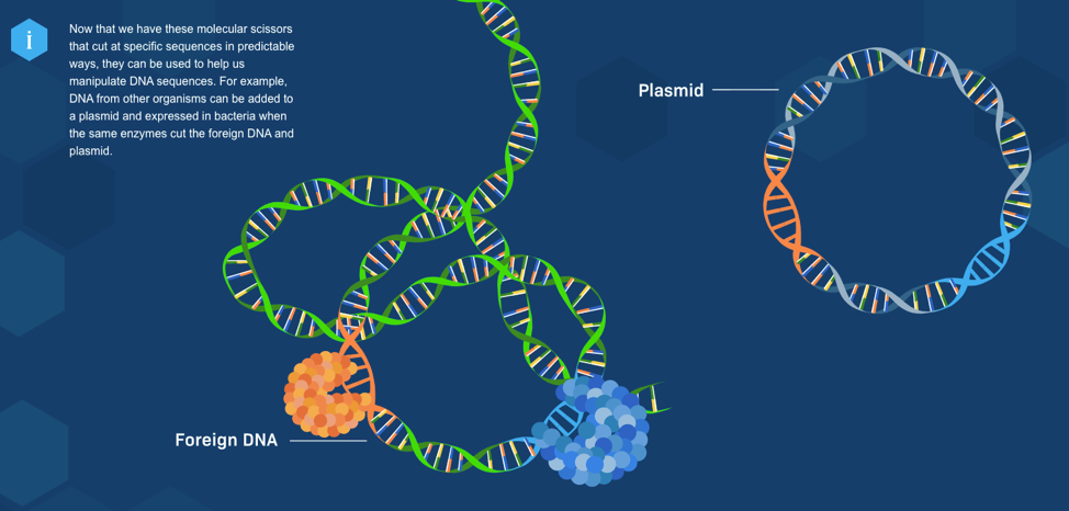 Building accessible digital content for online learning