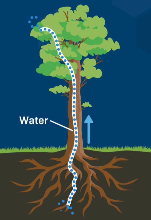 Celebrate Arbor Day with LabXchange