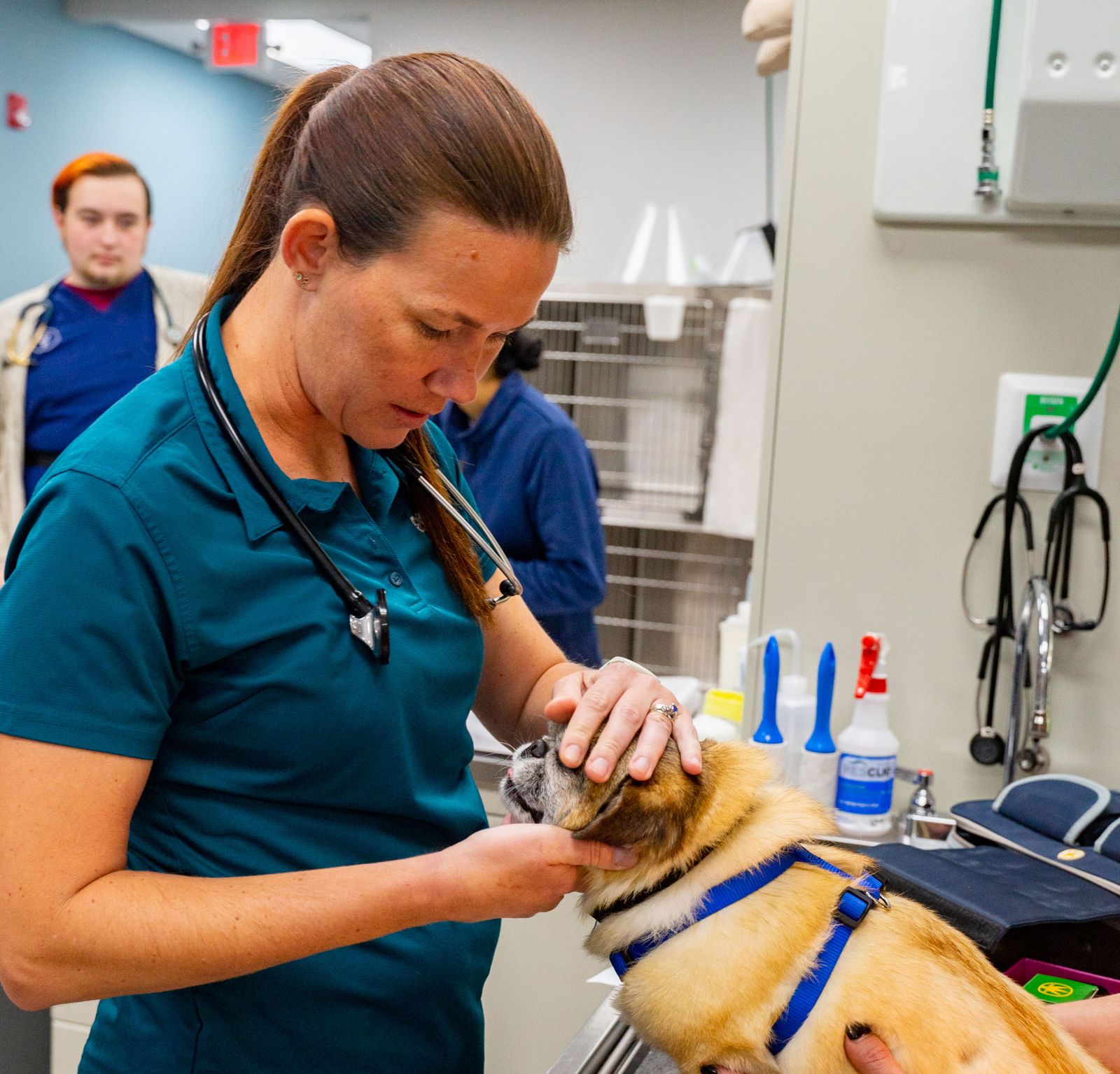 High-Quality Pet Examinations In Riverview | Riverview Veterinary Hospital