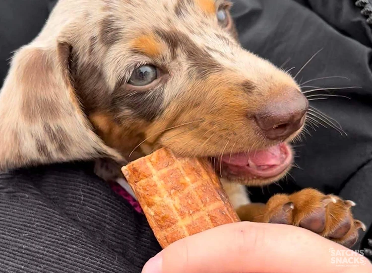 100% Natural Dog Treats - Satch's Snacks