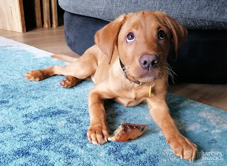 100% Natural Dog Treats - Satch's Snacks