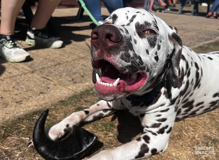 100% Natural Dog Treats - Satch's Snacks