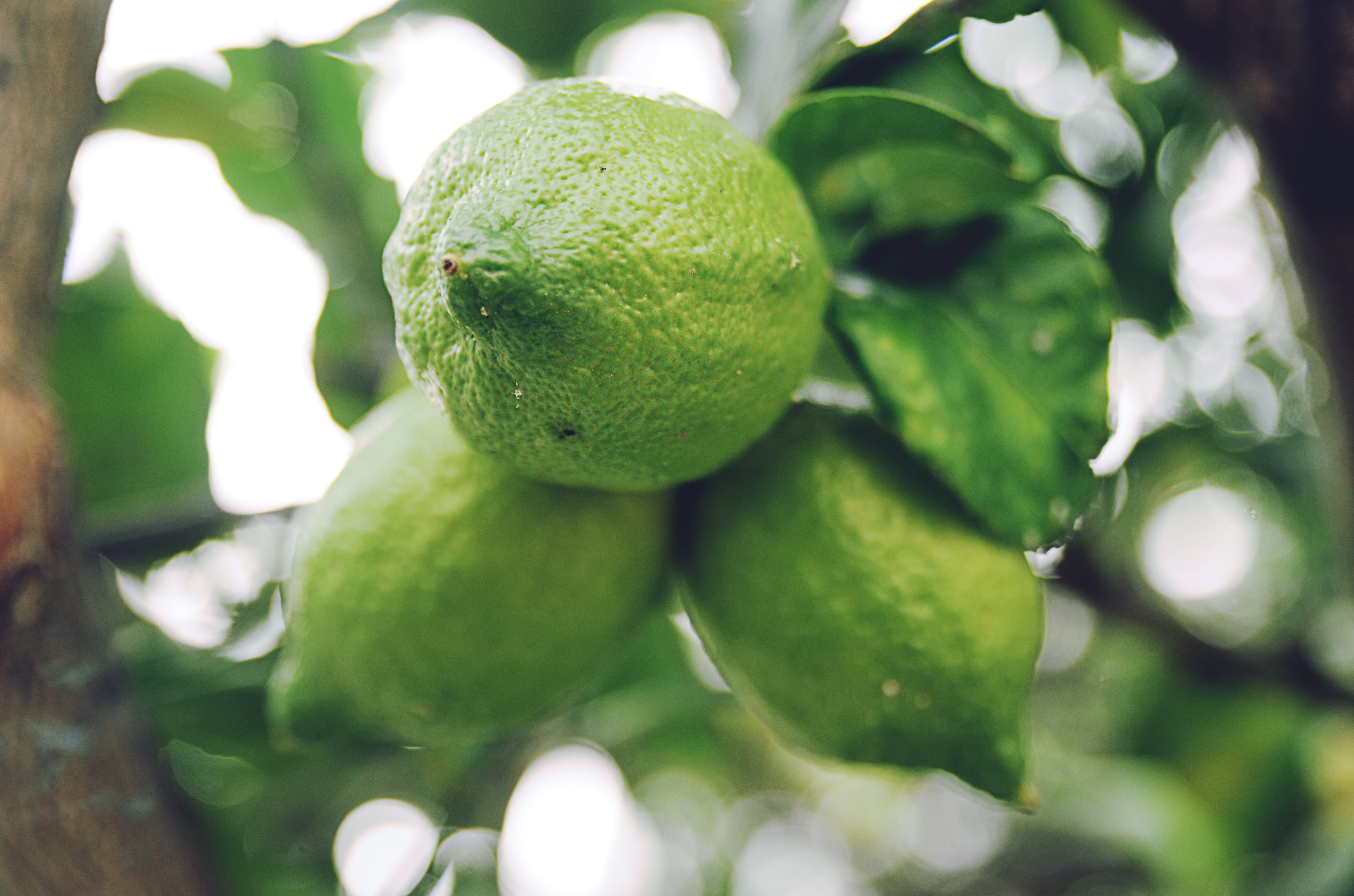 Why Lime Prices In 2022 Are So High, And Why They Might Rise Even More