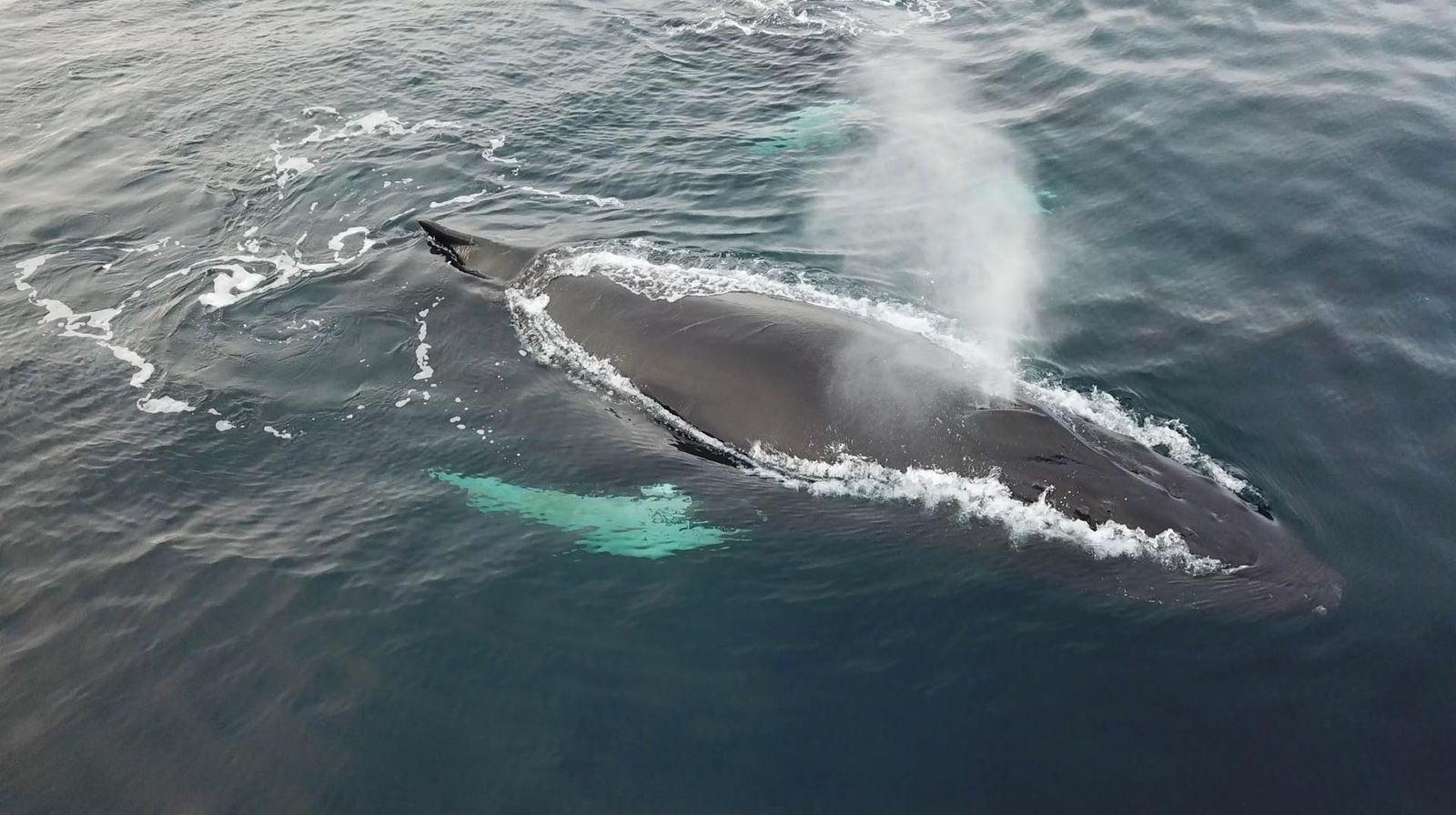 Explore Arctic Wonders with Polar Adventures