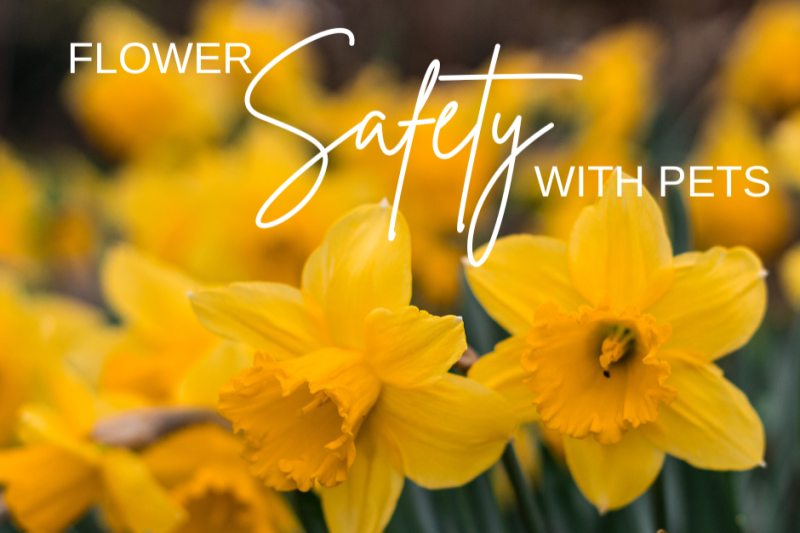 Pet Safety with Spring Flowers