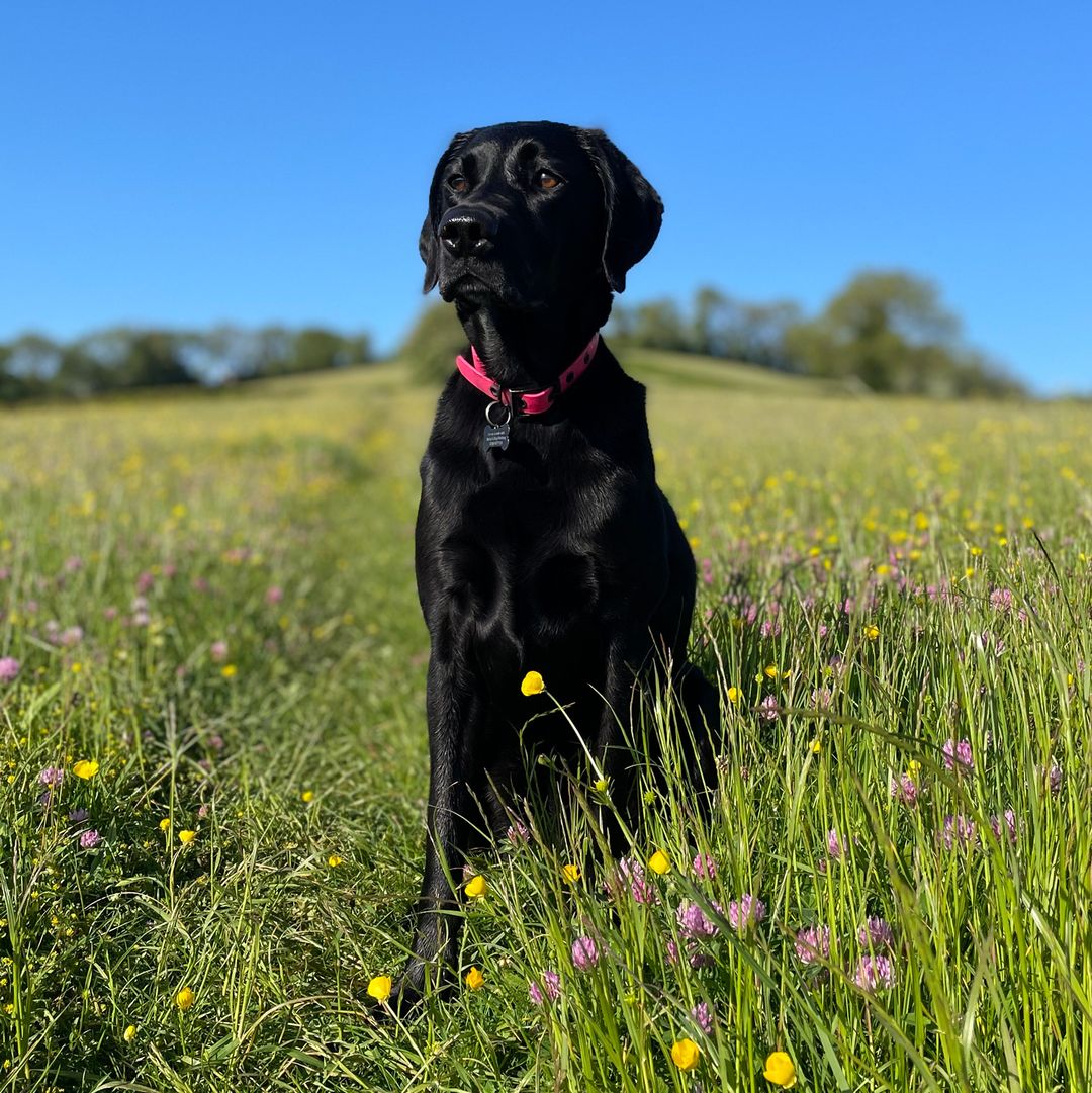 Binky's Dog Training - Bath Dog Training & Bath Dog Walking
