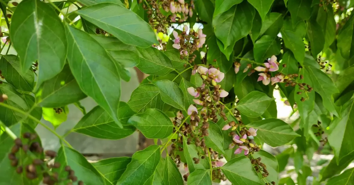 National Biodiesel Distributors (Australia) PTY Ltd (NBDA)