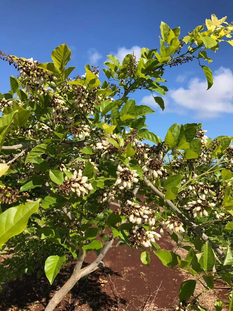 National Biodiesel Distributors (Australia) PTY Ltd (NBDA)