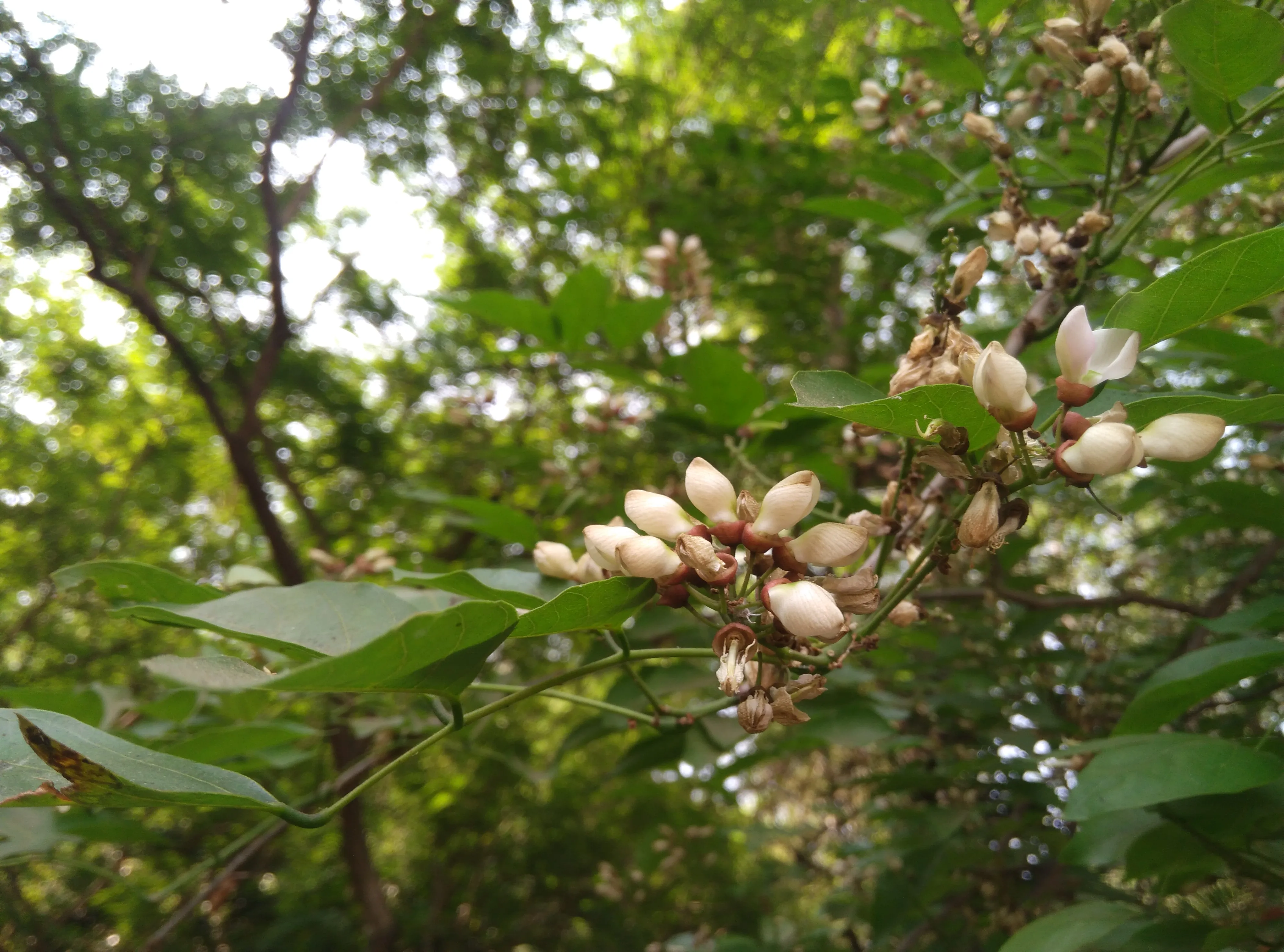 National Biodiesel Distributors (Australia) PTY Ltd (NBDA)
