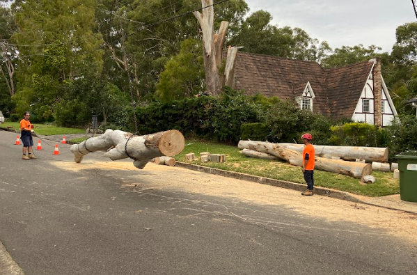 Expert Tree Services Sydney | Ultra Tree Services