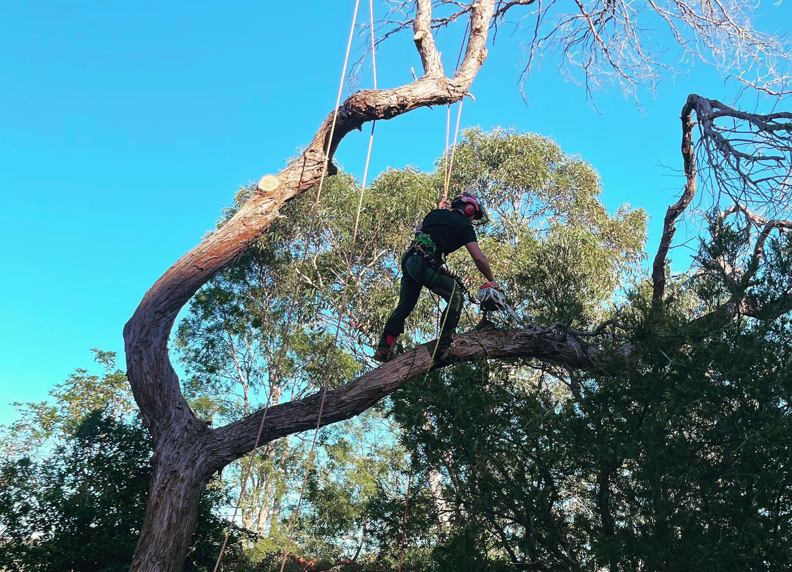 Expert Tree Services Sydney | Ultra Tree Services