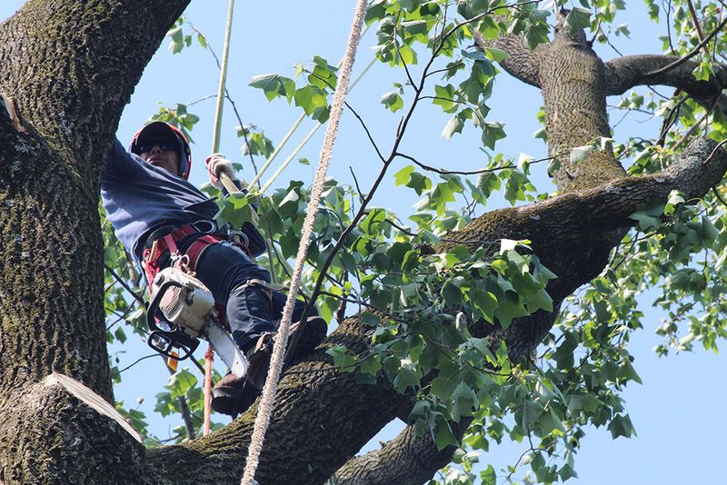 Residential Tree Services Springfield VA | Dad’s Tree Service