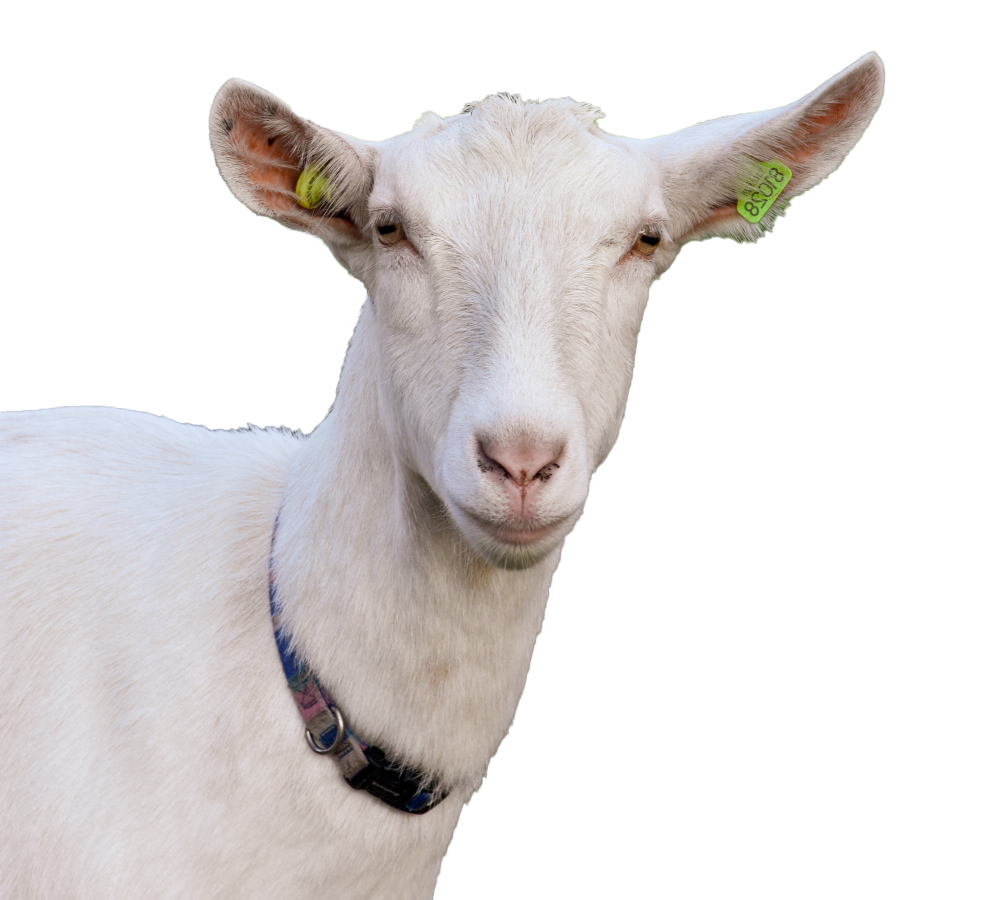 Professional Goat Hoof Trims in Laredo, TX | Rio Grande Veterinary Clinic
