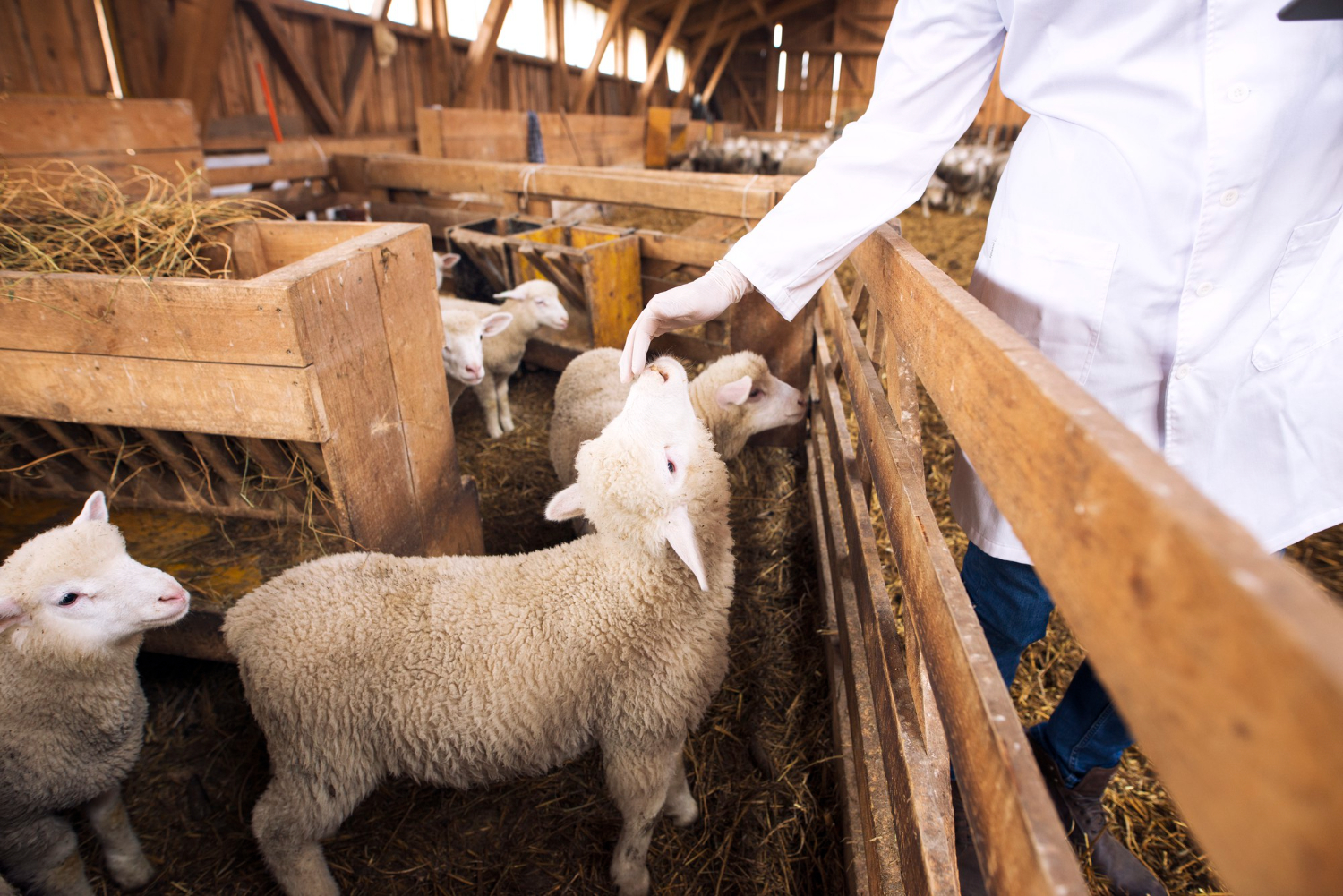 Livestock General Medicine at Rio Grande Veterinary Clinic | Laredo, Texas