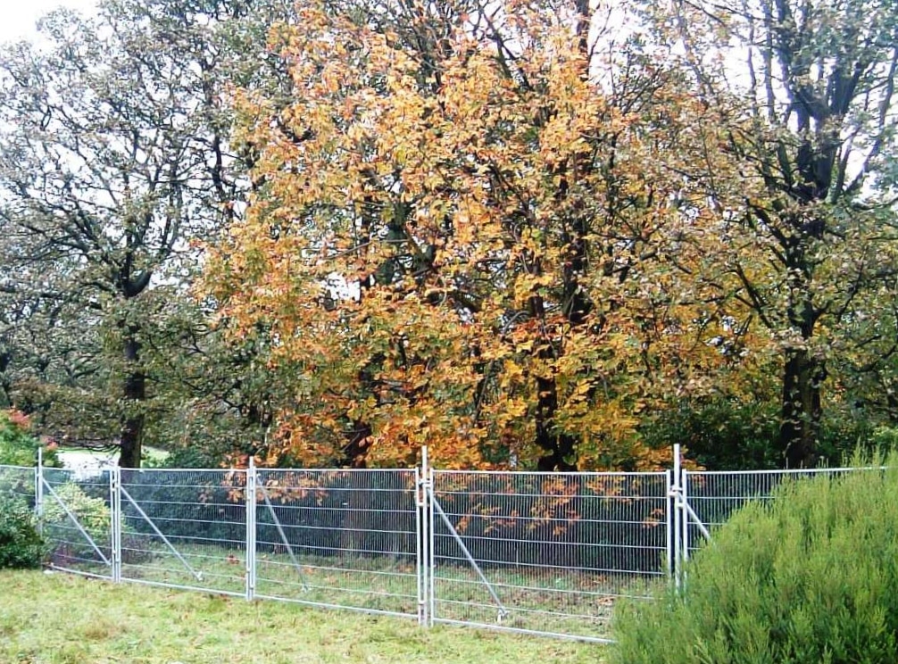 Tree Survey for Planning Applications | Godwins Tree Surveys